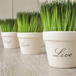 Set of 3 faux chive pots | Bliss and Bloom