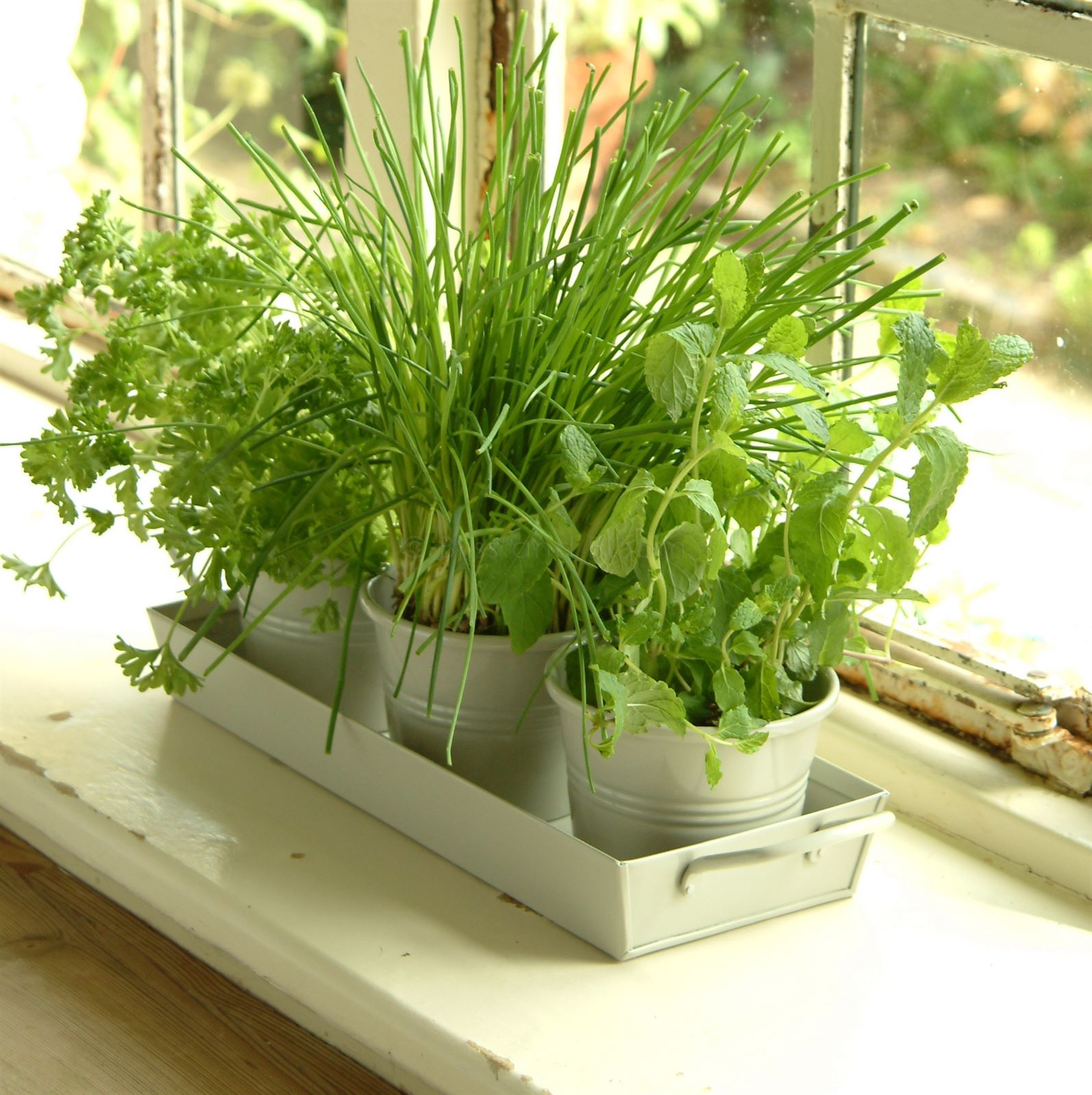 3 Pots on a tray - Clay | Bliss and Bloom