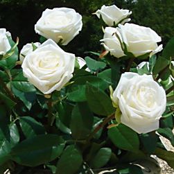 White rose single stem | Bliss and Bloom