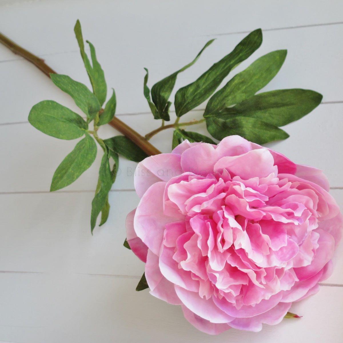 Pink large head peony stem x1 | Bliss and Bloom