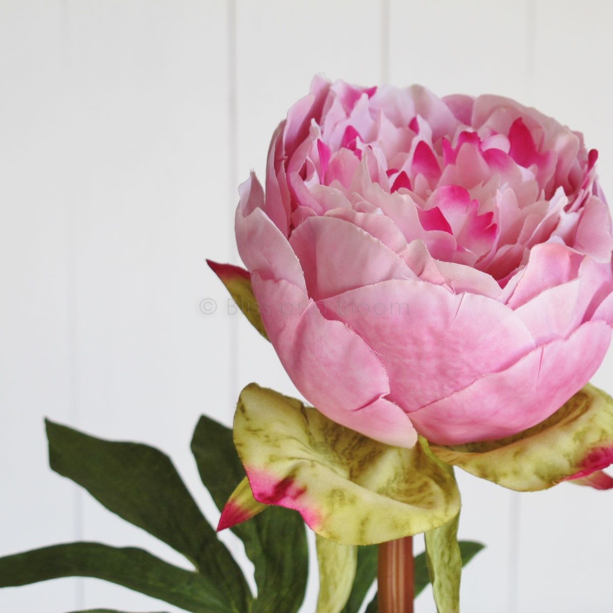 Pink medium head peony stem x1 | Bliss and Bloom