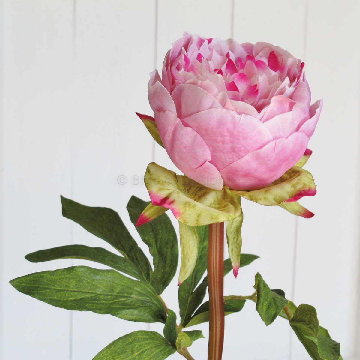 Pink medium head peony stem x1 | Bliss and Bloom