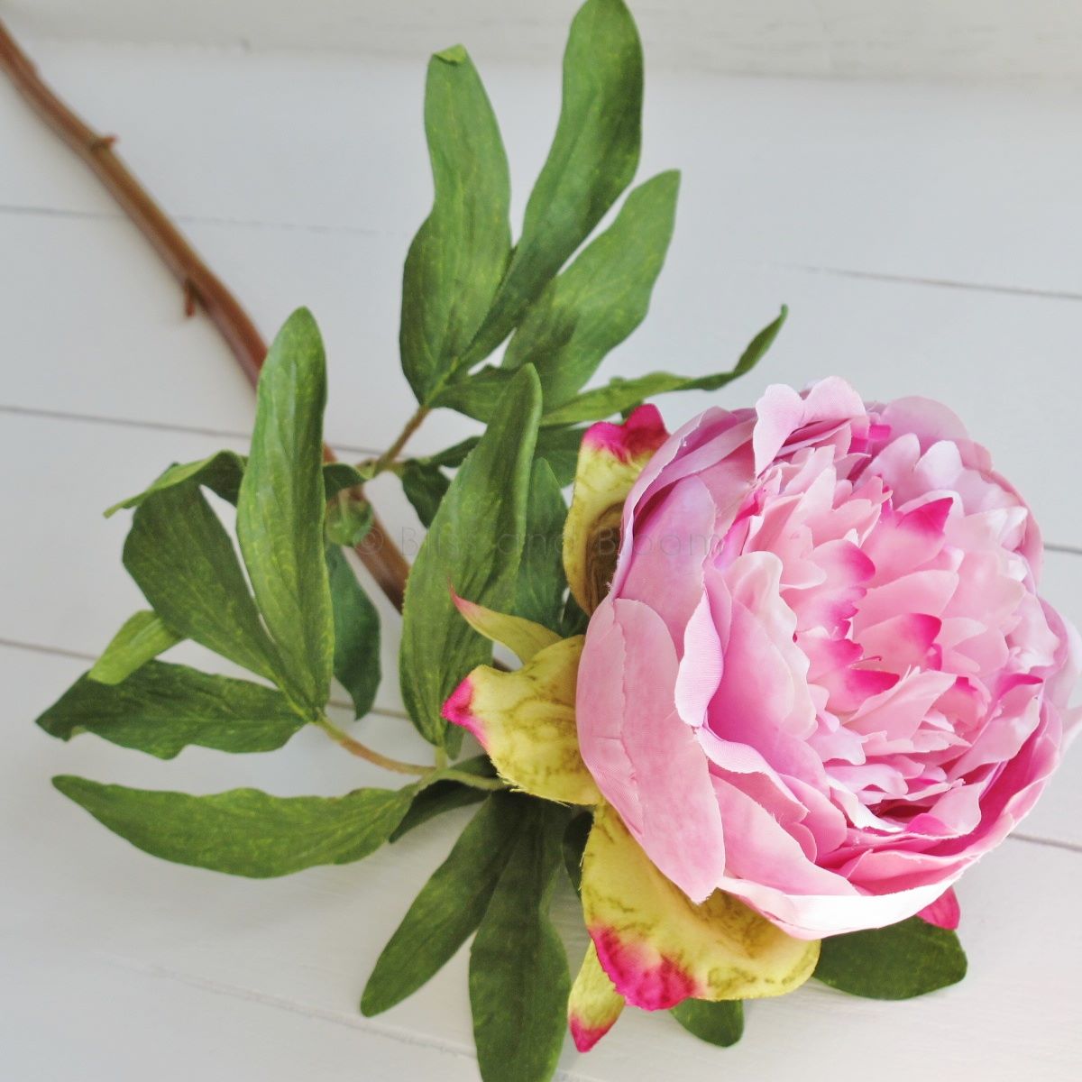 Pink medium head peony stem x1 | Bliss and Bloom