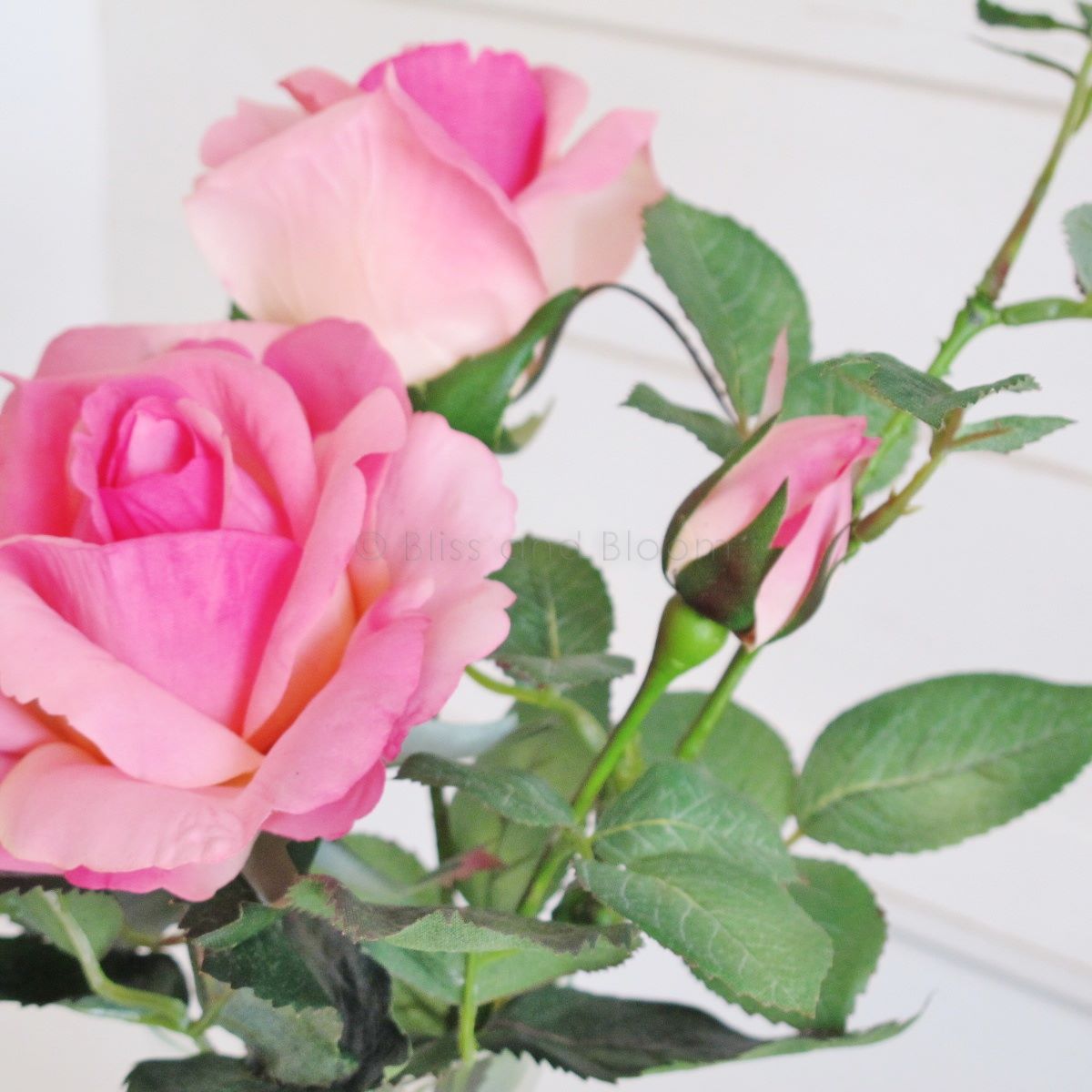 Pink double roses with bud | Bliss and Bloom