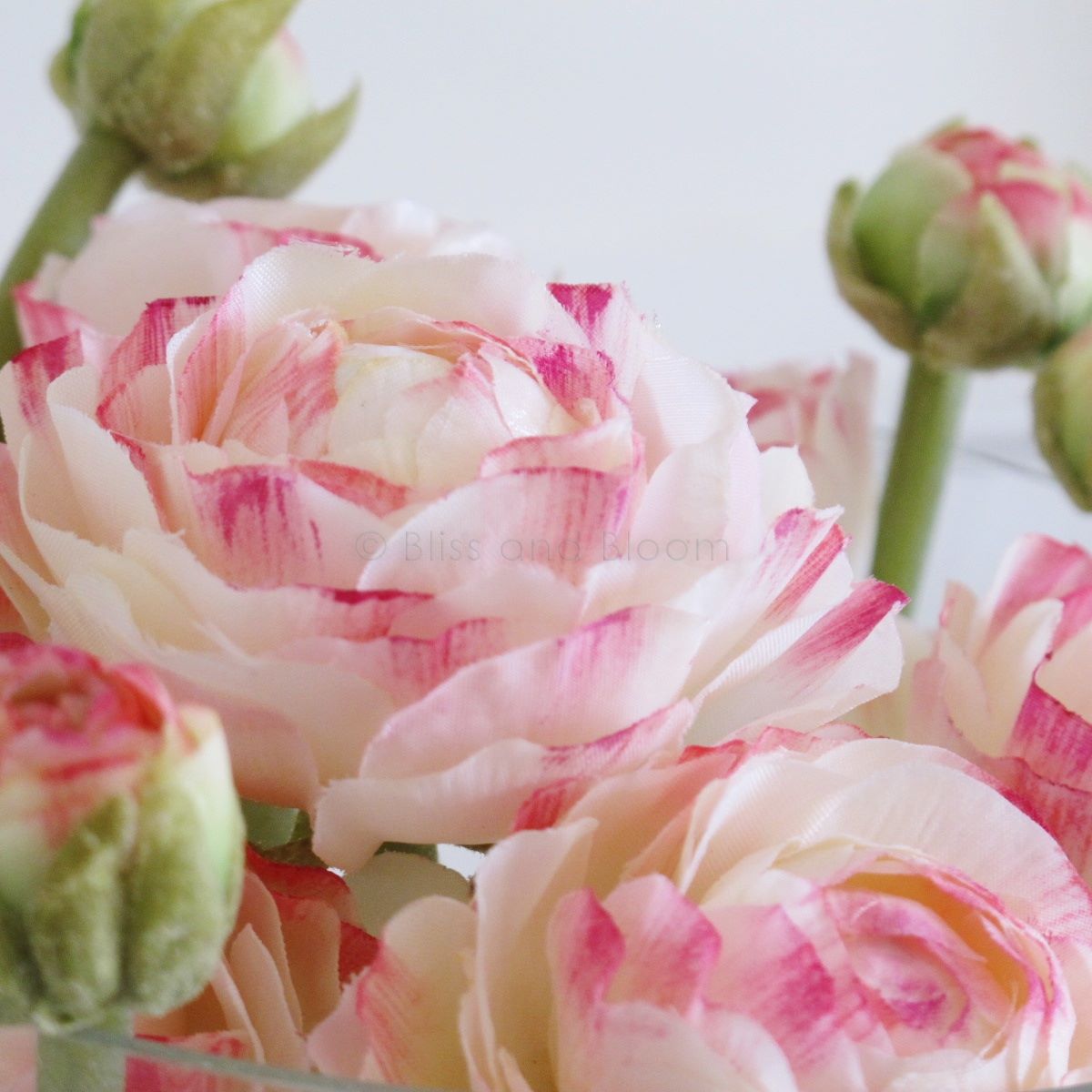 Pink ranunculus in a vase | Bliss and Bloom